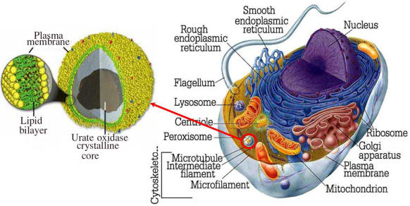 Revision Notes for Science Chapter 5 - The fundamental unit of life ...