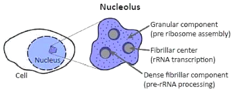 Revision Notes for Science Chapter 5 - The fundamental unit of life ...