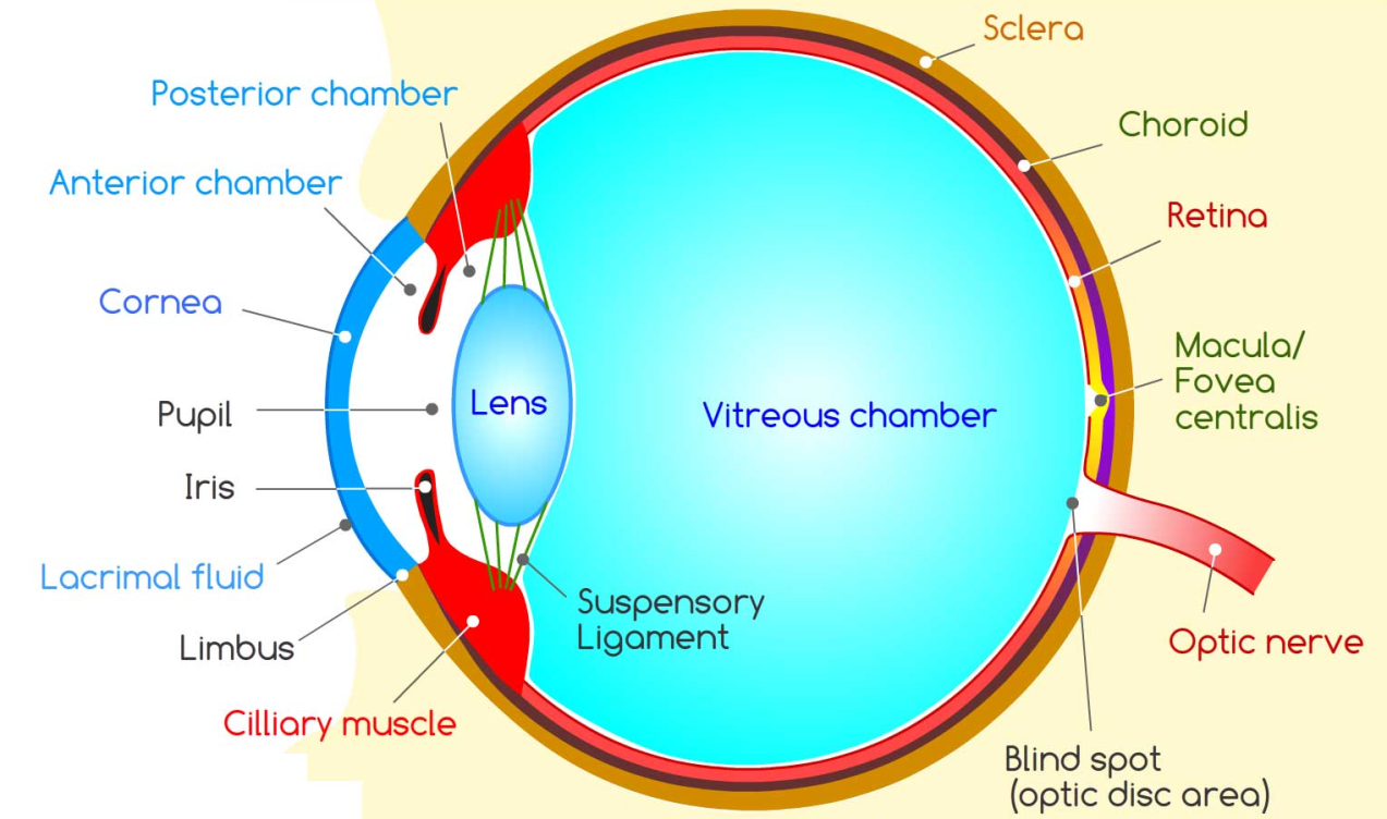 Sengar s Science Solutions LIGHT