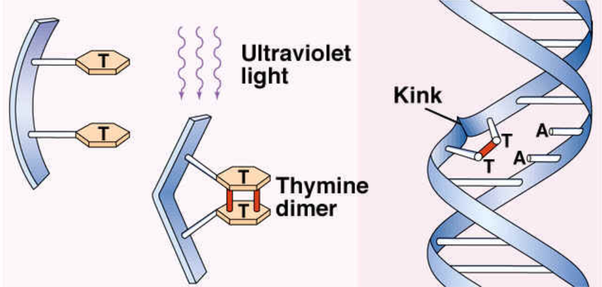 UV Light Causes (1) Transition (2) Transversion (3) Chromosomal Aberr ...