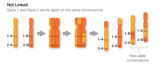 Can you please explain me what is linkage in detail - askIITians