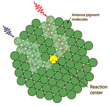 What is the meaning of the statement in bracket...... Both the photos ...