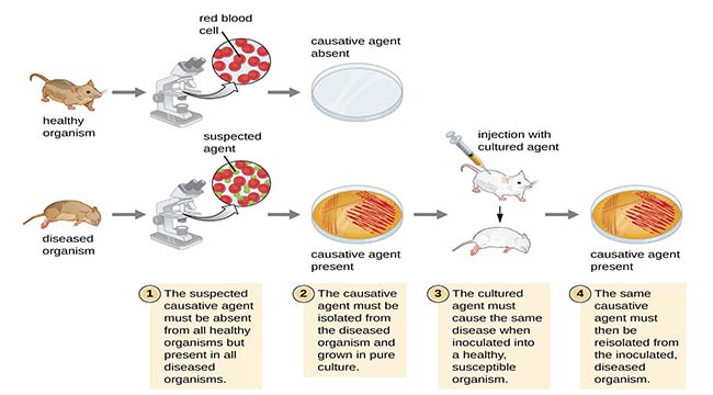 What was Robert Koch experiment and in which year?and where he did th ...
