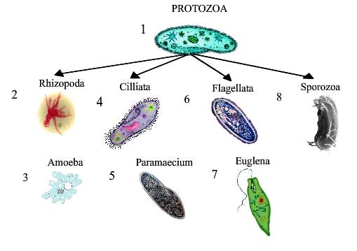 Biology Phylum Protozoa AskIITians Biology Phylum Protozoa AskIITians