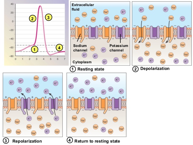 Respected teacher,During repolarization potassium ions move outside t ...