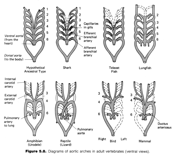 Why aorta of birds is on right side while as in humans it is on left ...