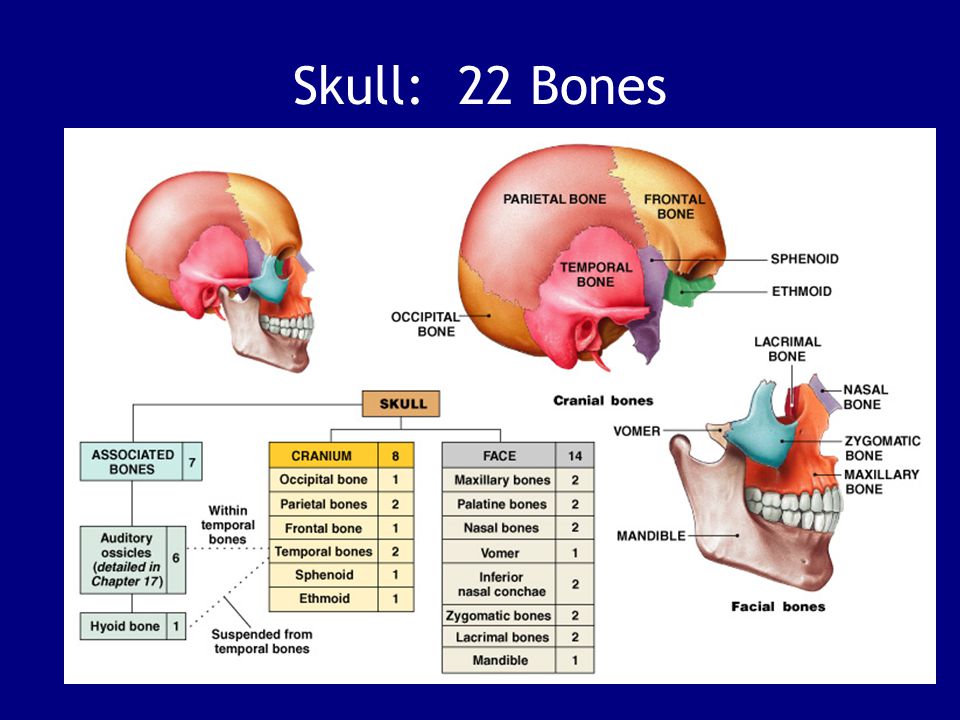 According To The Notes Given Above There Are 29 Bones In Human Skull 