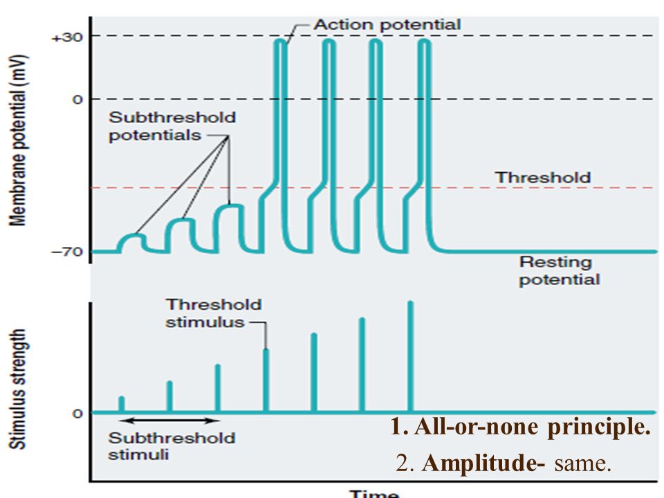Skeletal /visceral/cardiacmuscle fibre/ skeletal system/musclature of ...