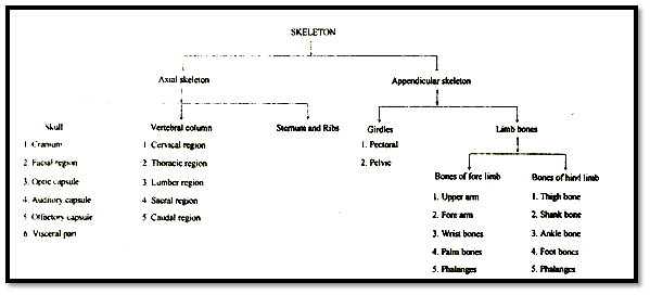 Biology Skeletal System askIITians