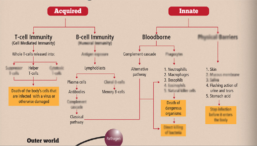 Immunity Concept Map